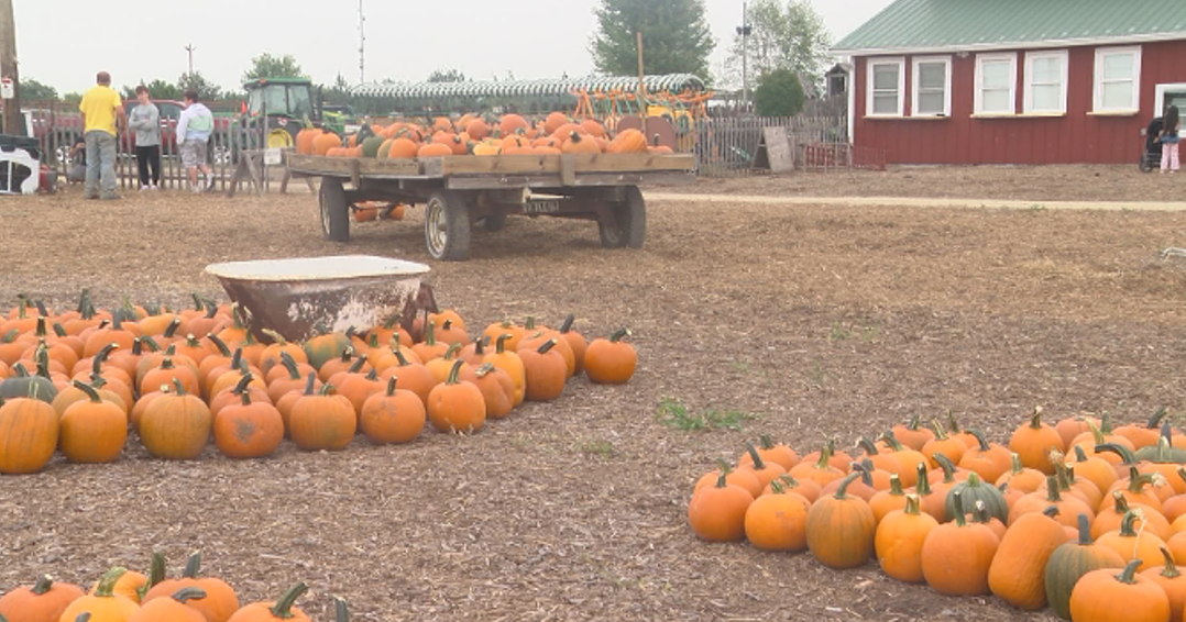 Schuster's Farm opens for 30th season of pumpkins | News | wkow.com
