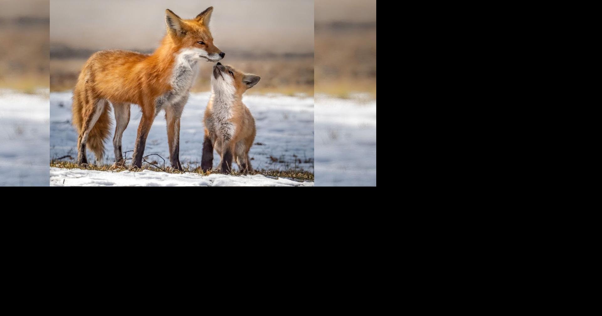 Natural Resource Foundation hosts annual nature photo contest | News ...