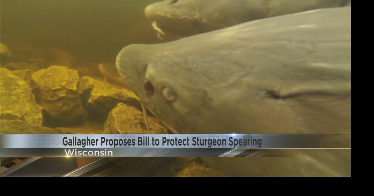 Gallagher proposes bill to protect sturgeon spearing | Video | wkow.com