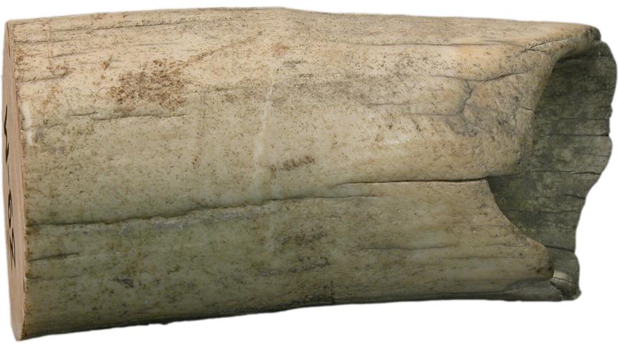 Scientists unlock new secrets from a male woolly mammoth tusk | Zoology ...