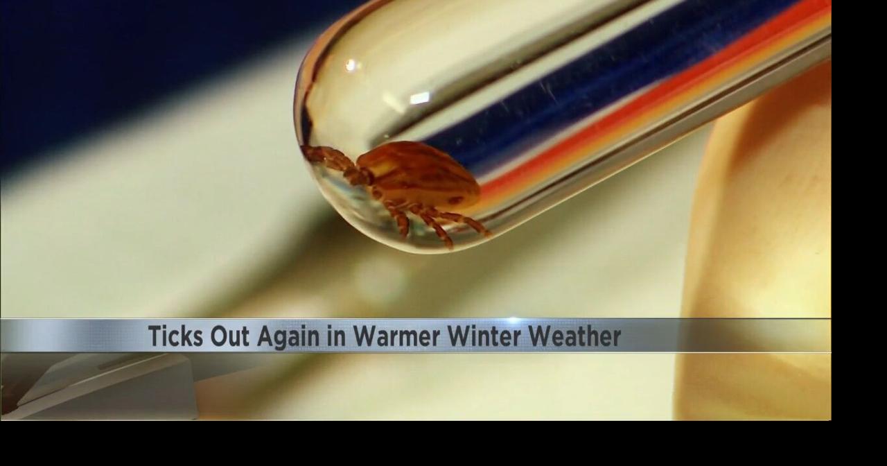 Ticks out again in warmer winter weather | Video | wkow.com