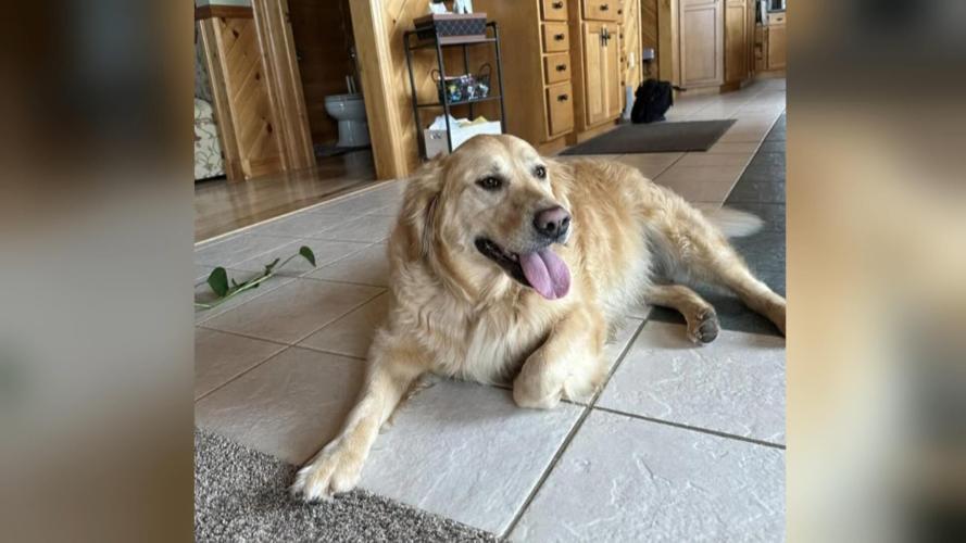 Firefighters save golden retriever from drowning in a freezing lake ...