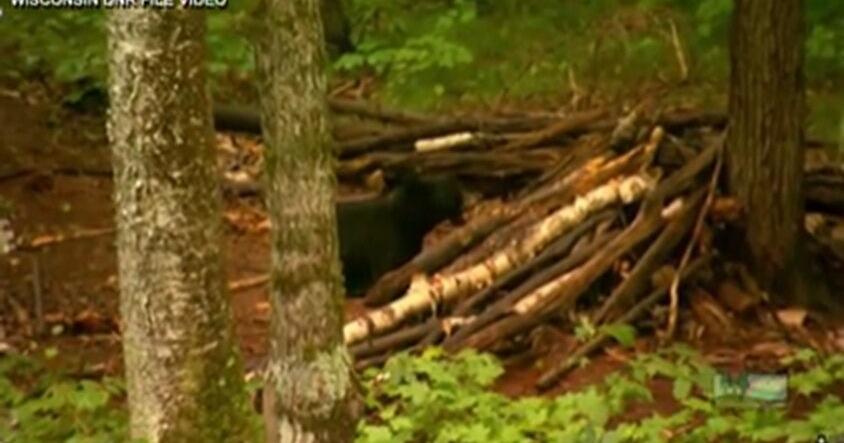 Bear hunting license increase approved in Wisconsin | News | wkow.com