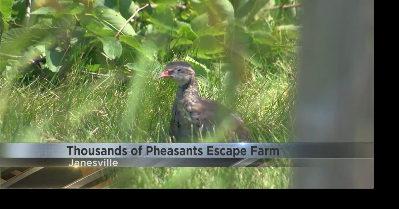 Thousands of Pheasants Escape After Tornado | Video | wkow.com