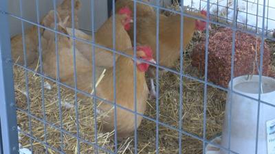 Madison Common Council approves bigger backyard chicken flocks | Pets | wkow.com