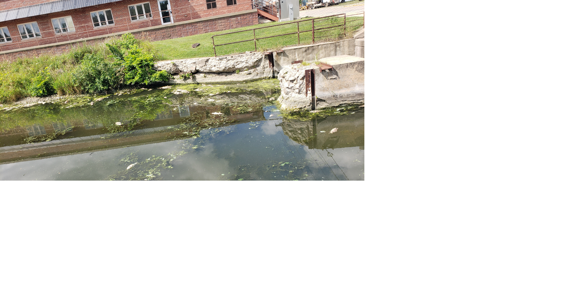 DNR investigating fish kills in southern Wisconsin | Environment | wkow.com