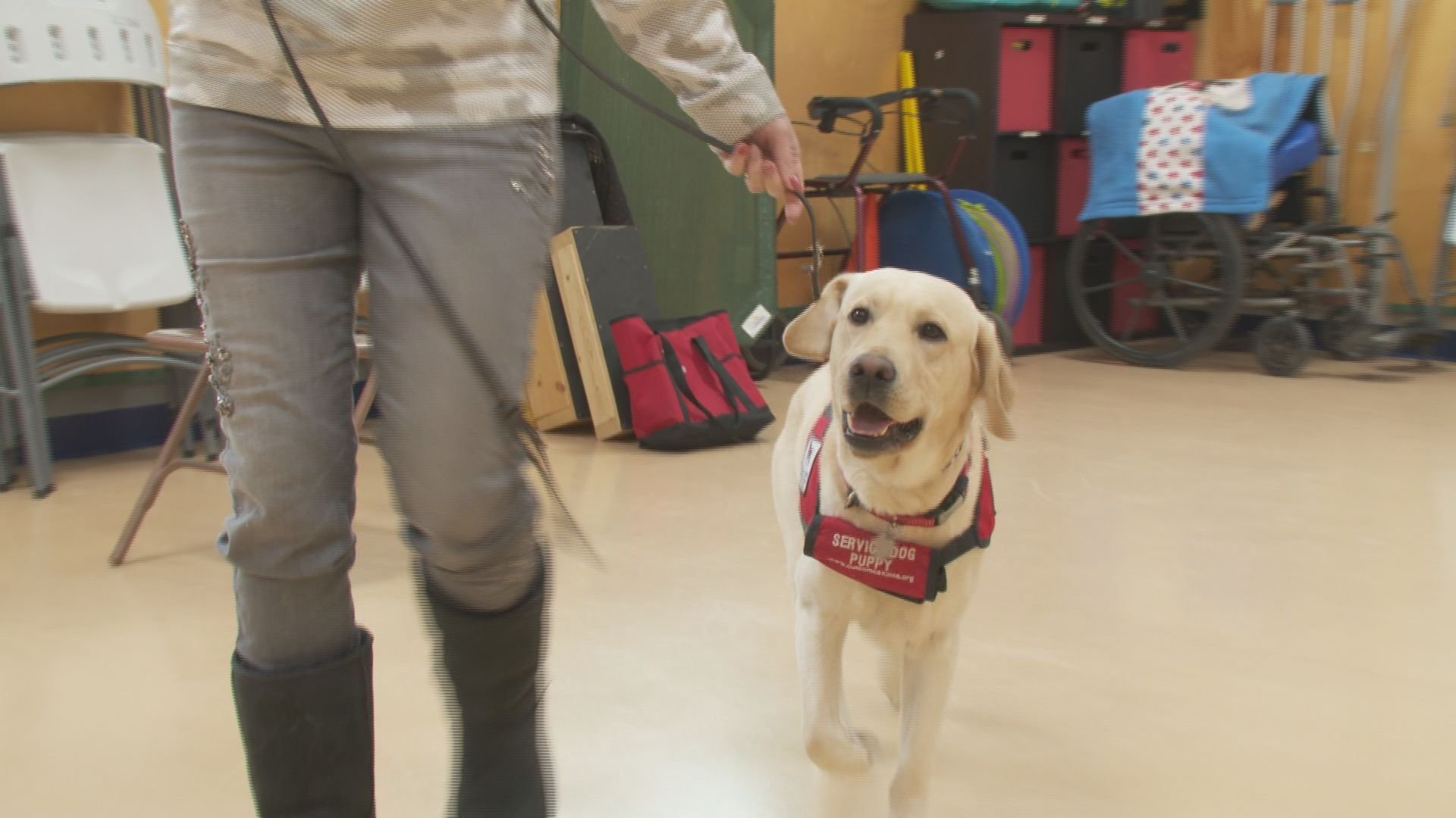 Service Dog in Training | | wkow.com