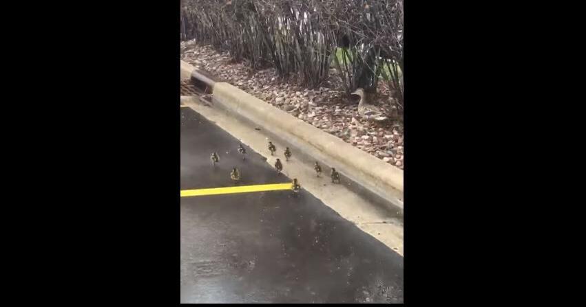 Video: Ducklings fall through storm grate, fire department comes to ...