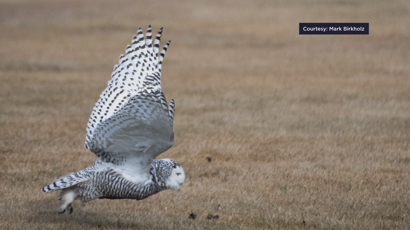 Illinois photographer recounts his encounter with New Glarus Snowy owl ...