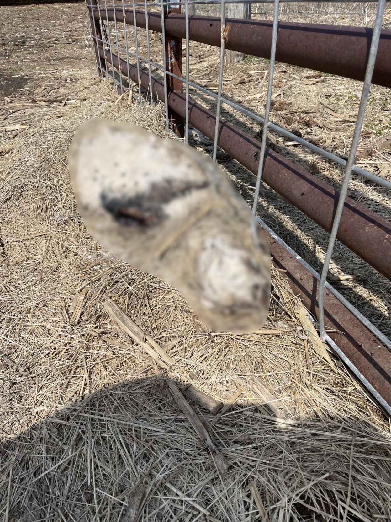 Nearly 200 goats found dead on Darlington farm; Couple accused of ...