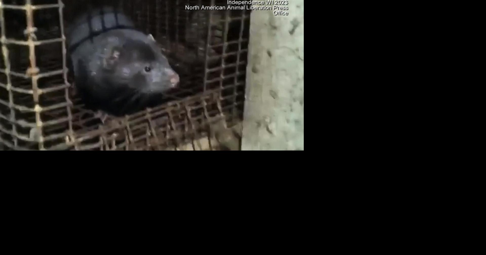 Suspect recounts 1997 raid of same mink farm just hit; 'We released 800 ...