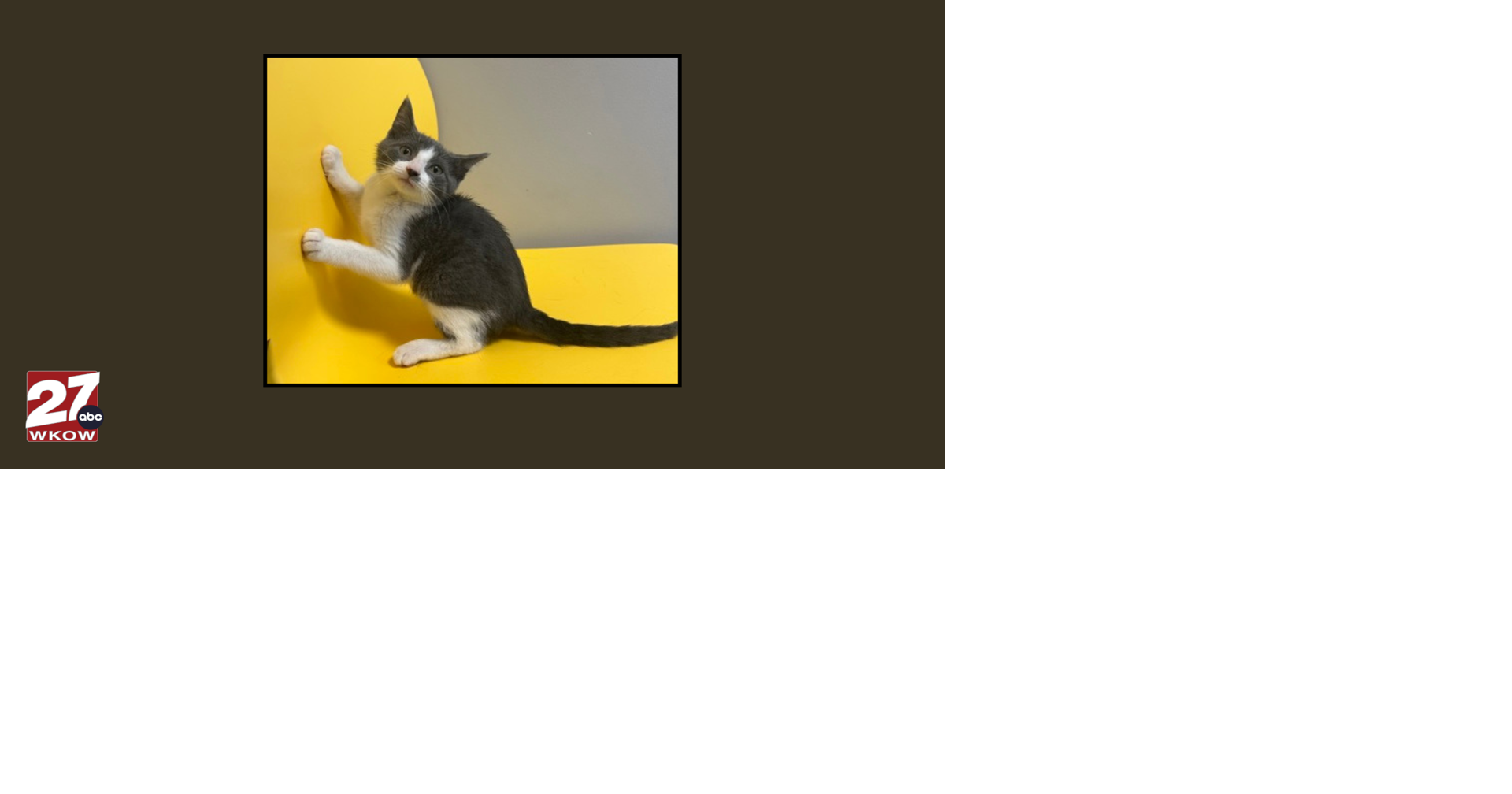 Pet of the Week: Meet Smudge! | Top Stories | wkow.com
