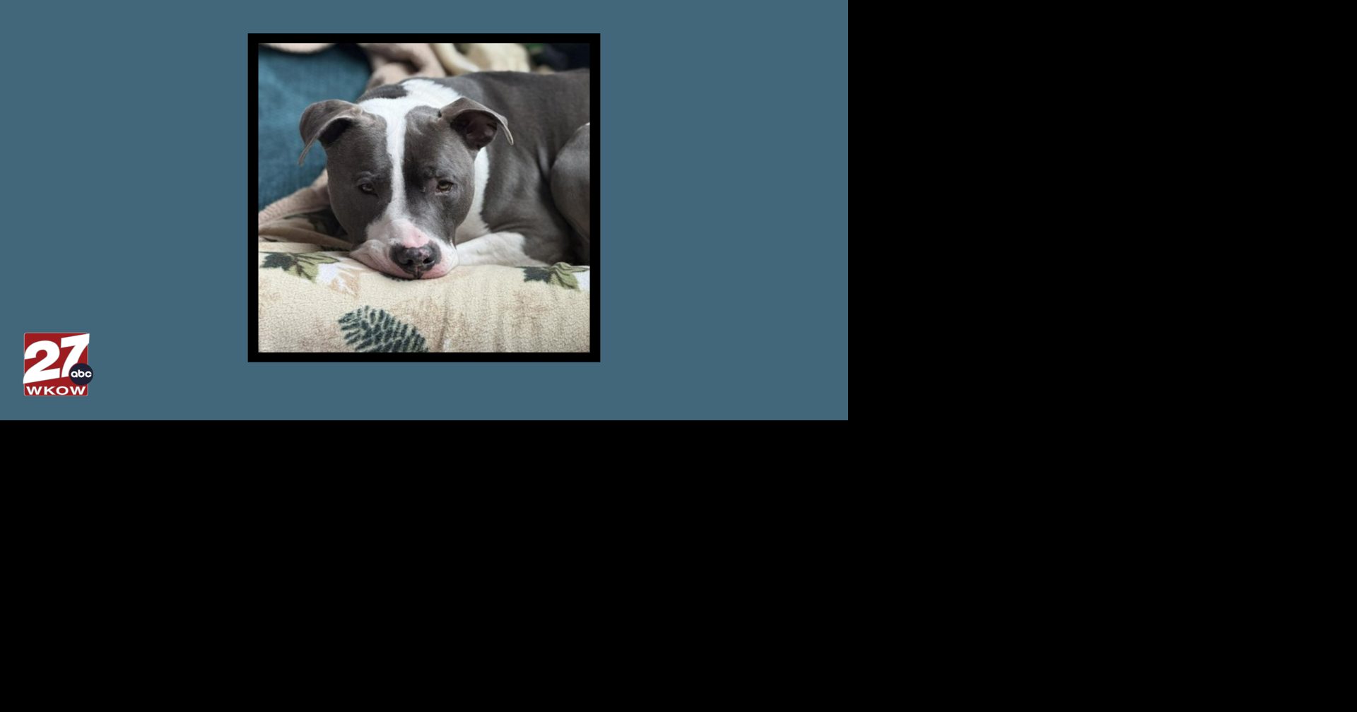 Pet of the Week: Meet Slim Shady! | News | wkow.com