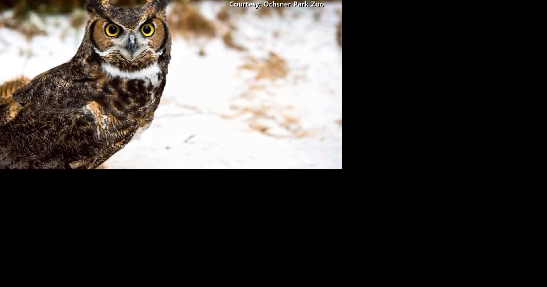 Missing owl seen 'sticking near' Oschner Park Zoo | News | wkow.com