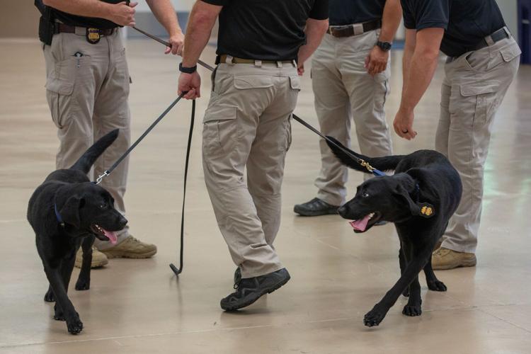 Every (explosive-sniffing) dog has their (graduation) day | | wkow.com