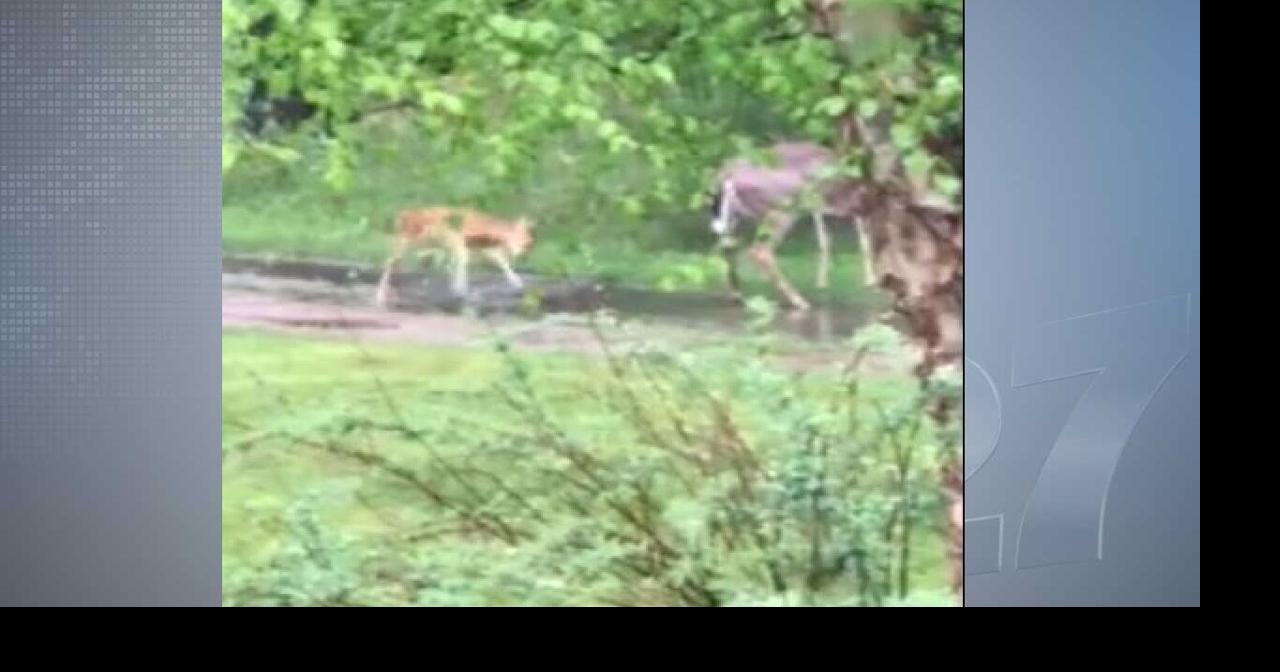 MUST WATCH: Fawn frolics in puddle after storm | News | wkow.com
