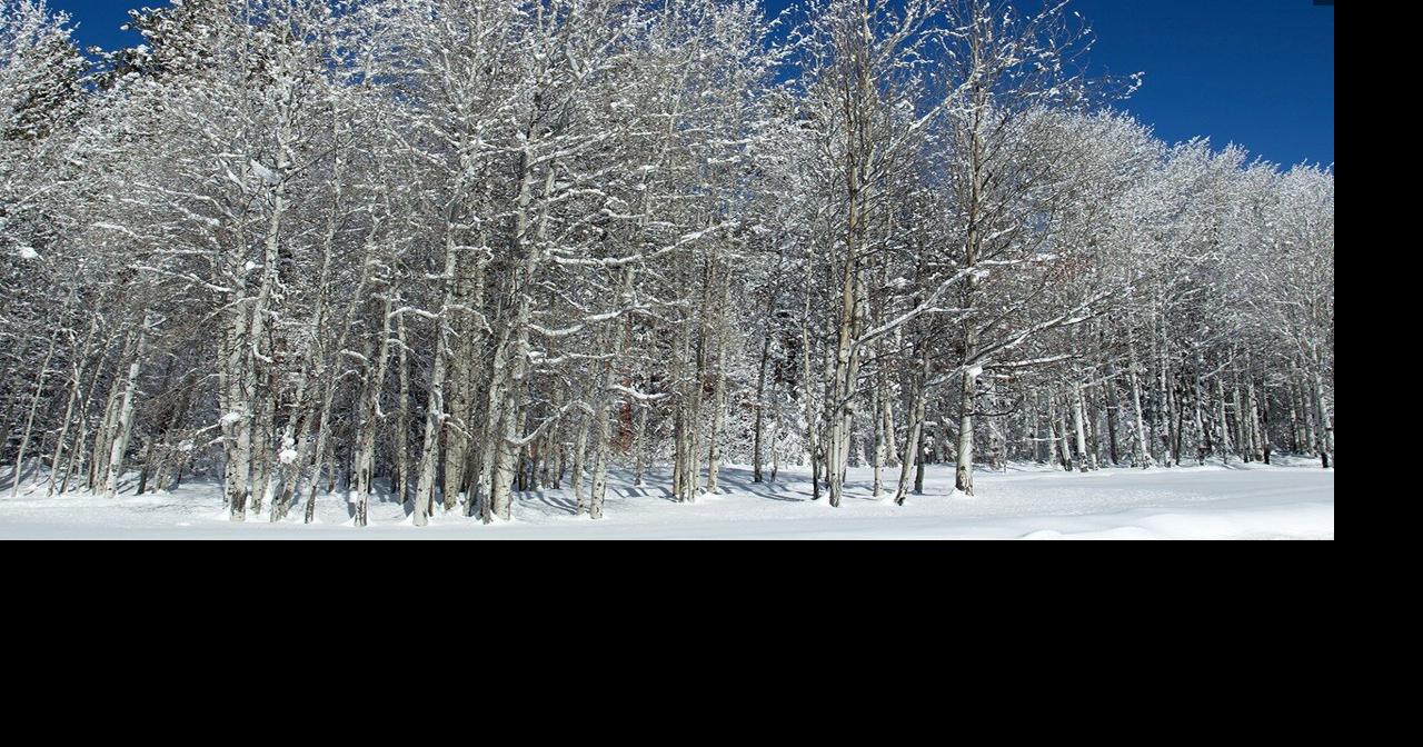 Exploding tree videos go viral, but UW experts debunk AI-generated ...