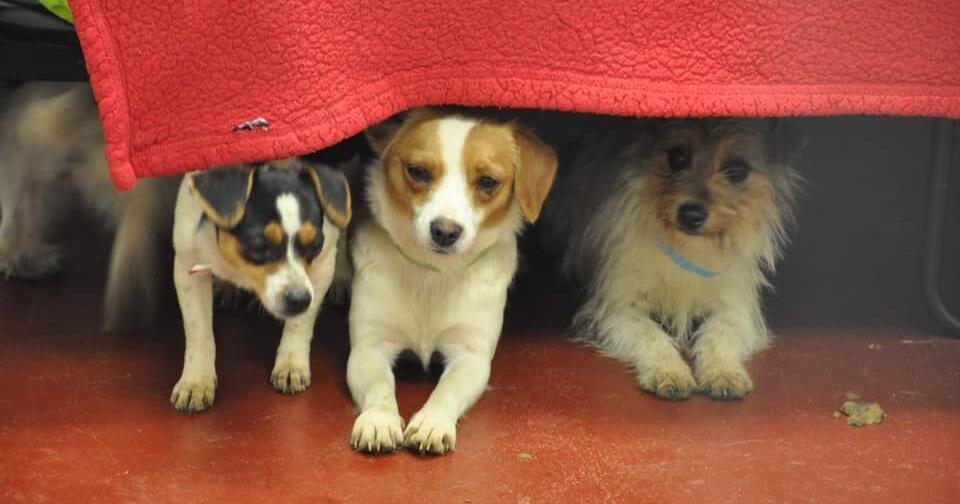 Dodge County Humane Society rescues 22 dogs | Archive | wkow.com