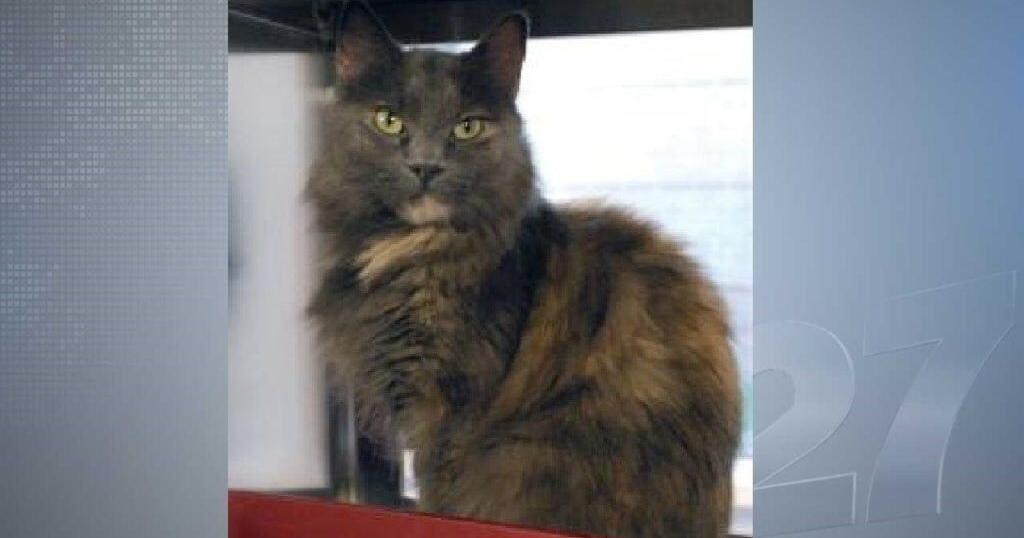 Pet of the Week: Bitty the kitty | News | wkow.com