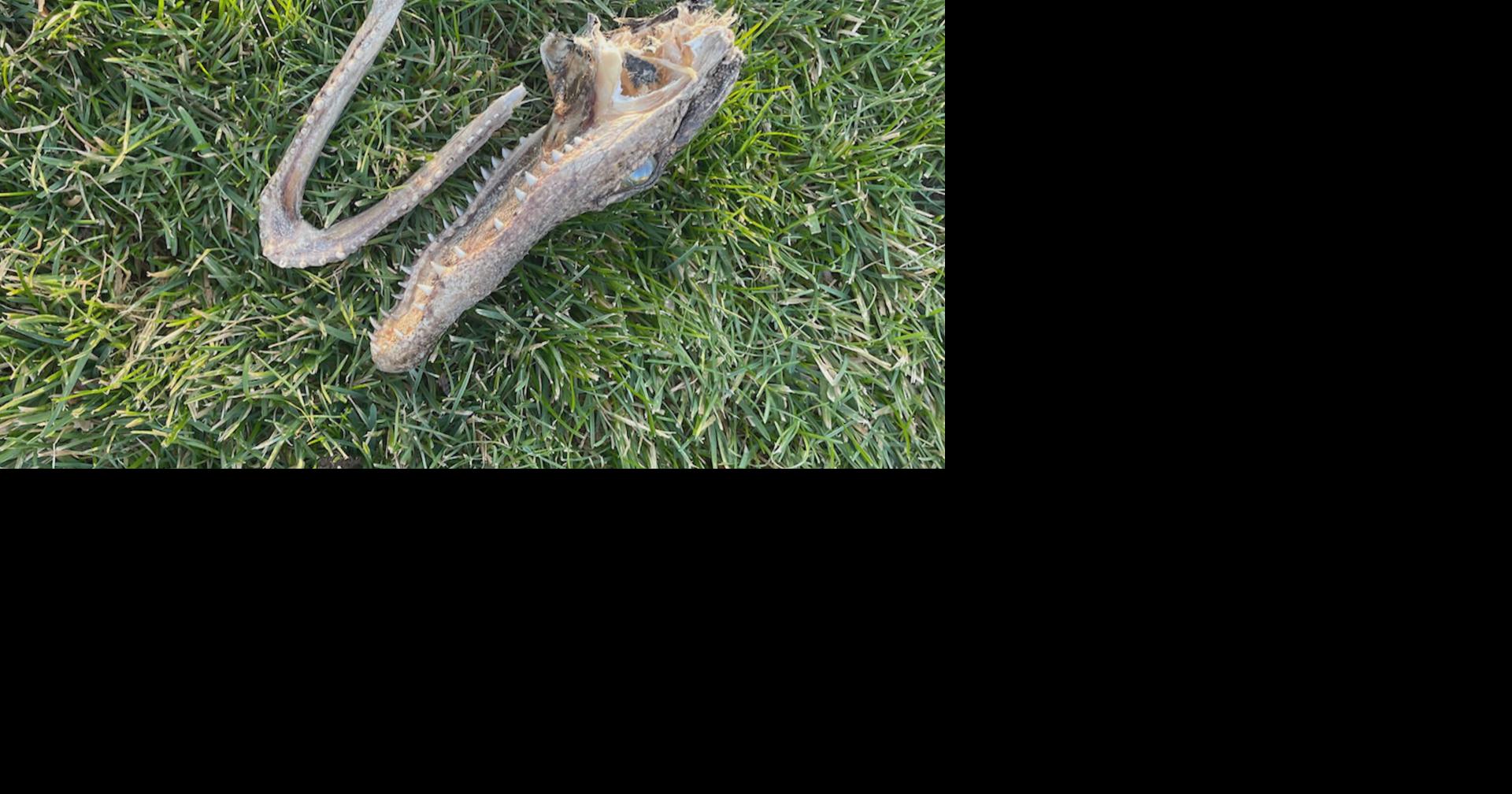 Cat pulls alligator head from Waukesha County lake | News | wkow.com