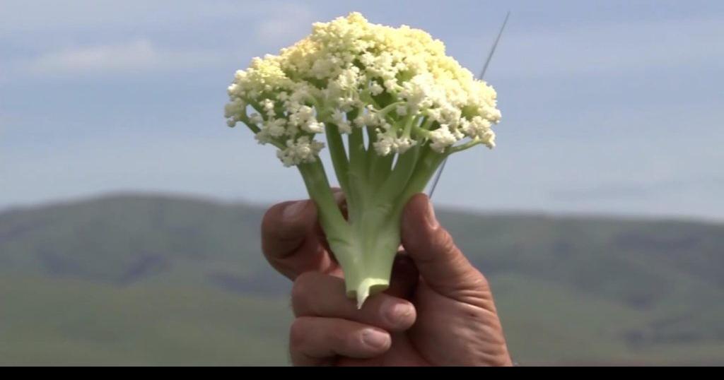 What’s caulilini? A new vegetable coming soon | Archive | wkow.com