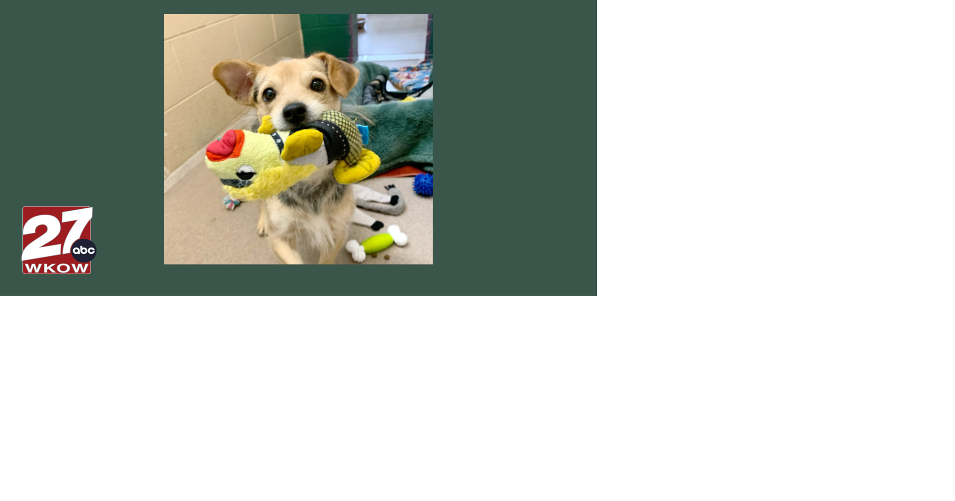Pet of the Week: Meet Chauncey! | News | wkow.com