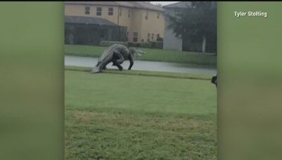 Giant alligator spotted on Florida golf course | News | wkow.com