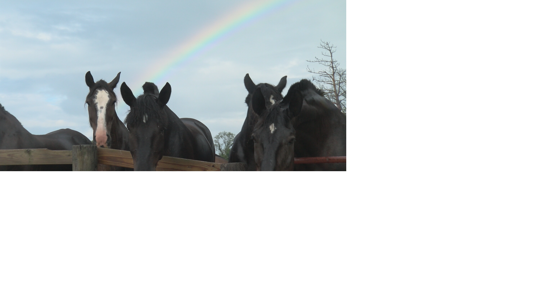 Madison Mounted Patrol Unit brings joy and safety to the community ...