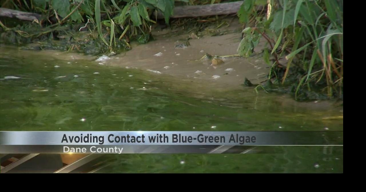Public Health: Identifying blue-green algae, what to do if you come in contact with bacteria ...