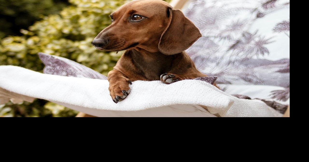 How to use 24PetConnect, an online database for lost pets in Dane ...
