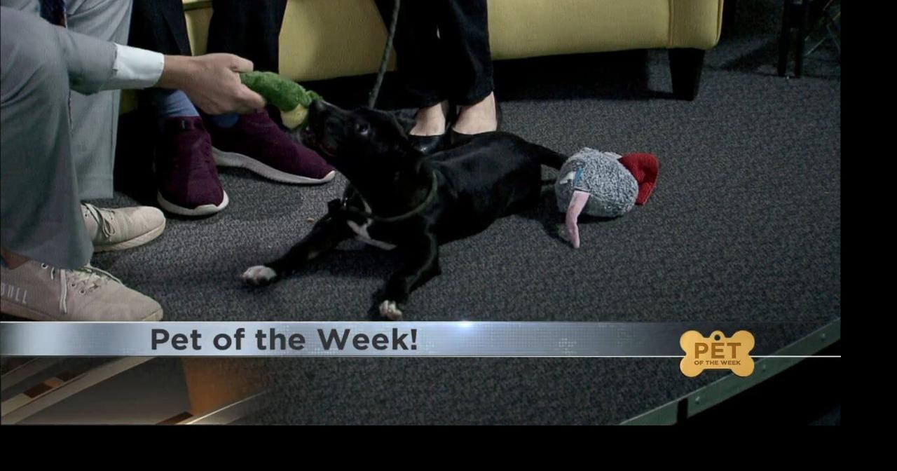 Pet of the Week: Meet Adora! | Pets | wkow.com
