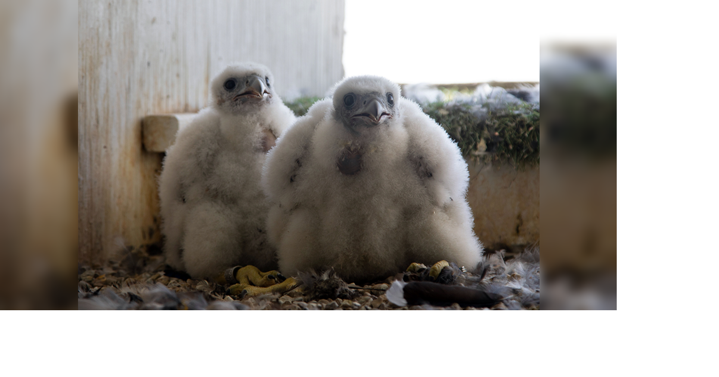MGE names 2 newly-hatched falcon chicks after iconic Wisconsin foods ...