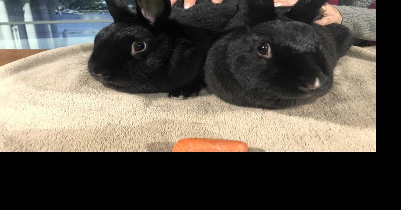 Pet of the Week: 2 young rabbits ready for a new home | Wake Up ...