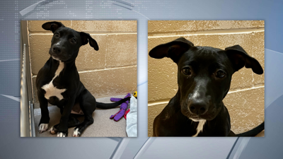 Pet of the Week: Meet Adora! | Pets | wkow.com