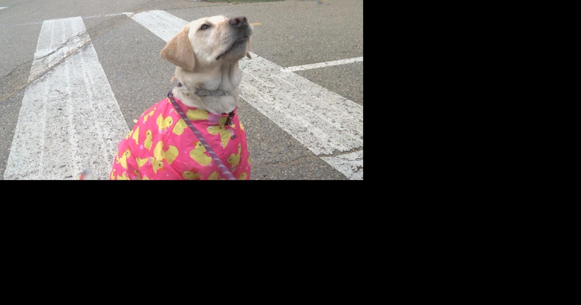 13th annual Canine Campus Crawl benefits Dane County Humane Society ...