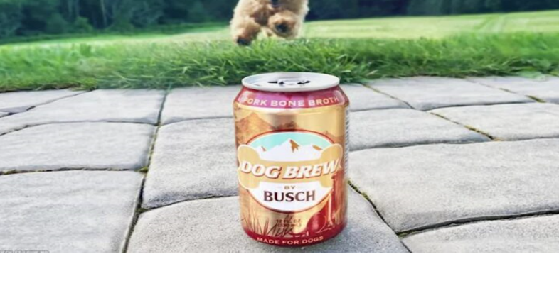 Busch creates ‘beer’ for dogs | News | wkow.com