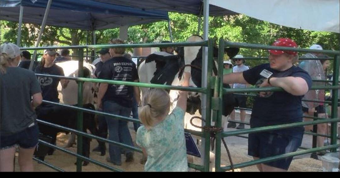 'Who let the cows out?': Hundreds attend Cows on the Concourse | News ...