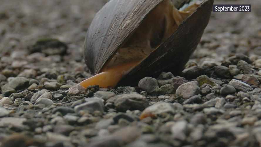 New initiative calls on volunteers to protect a Wisconsin endangered ...