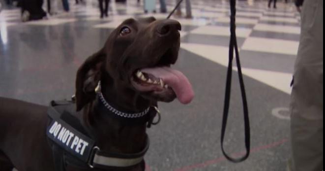 TSA explosive detection K9 teams help keep travelers safe during ...