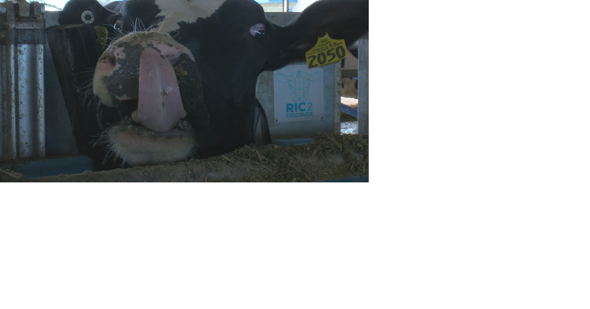 Cow burps to better the planet: UWP uses new machine to track methane ...