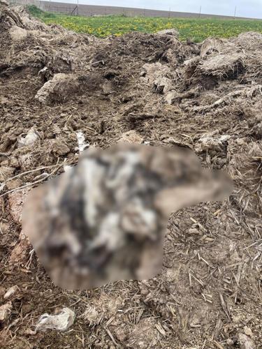 Nearly 200 goats found dead on Darlington farm; Couple accused of ...