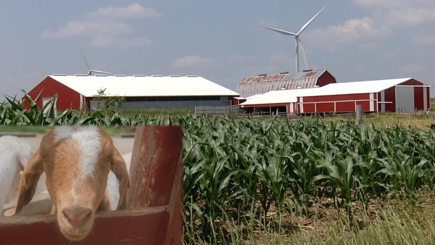 Nearly 200 goats found dead on Darlington farm; Couple accused of ...