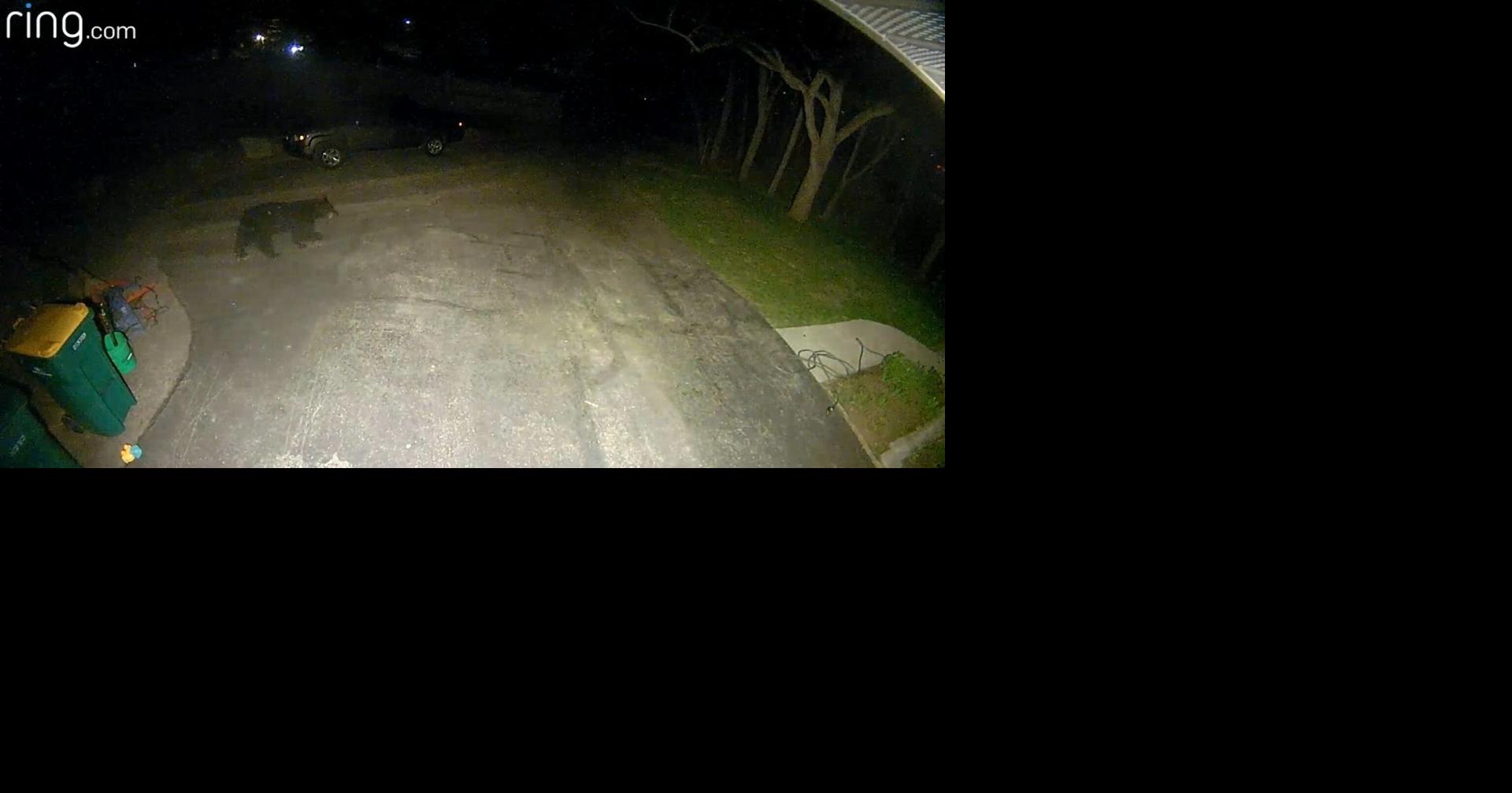 Black bear spotted in Mount Horeb | News | wkow.com