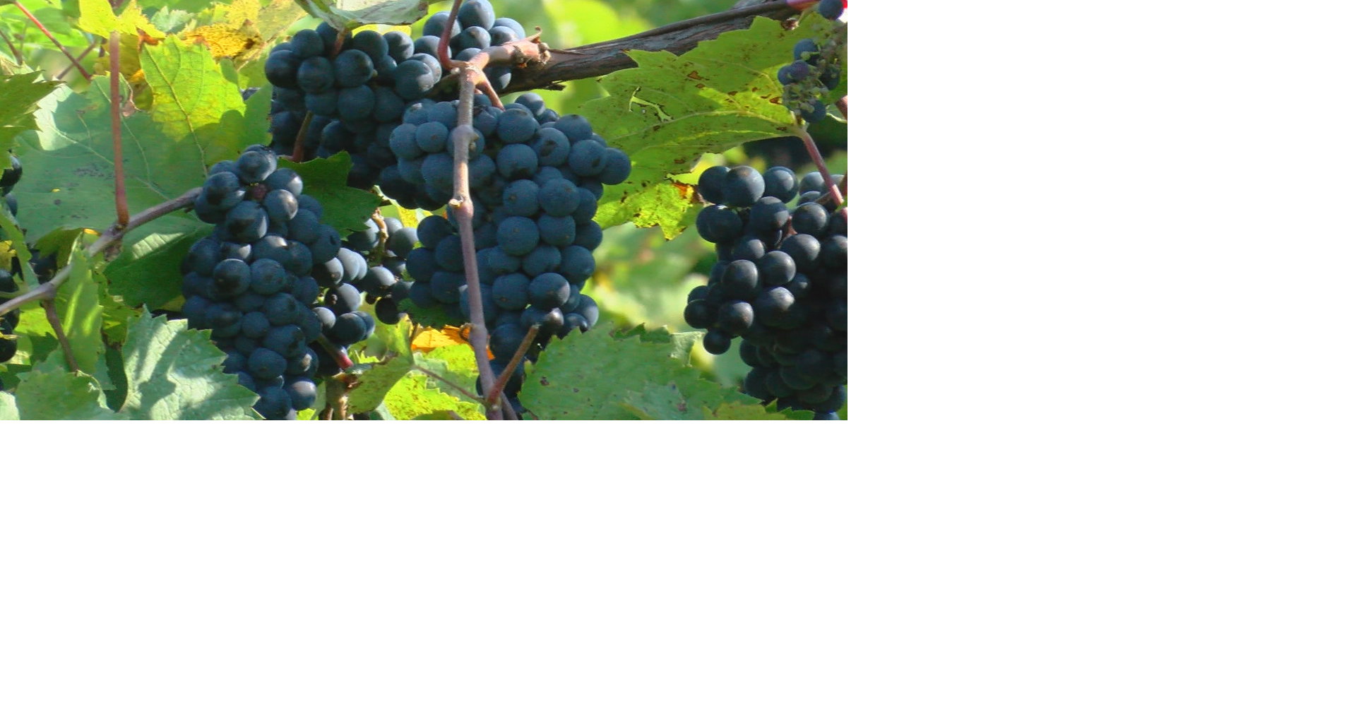 Wisconsin's grape harvest to be turned into tasteful wine | Top Stories ...