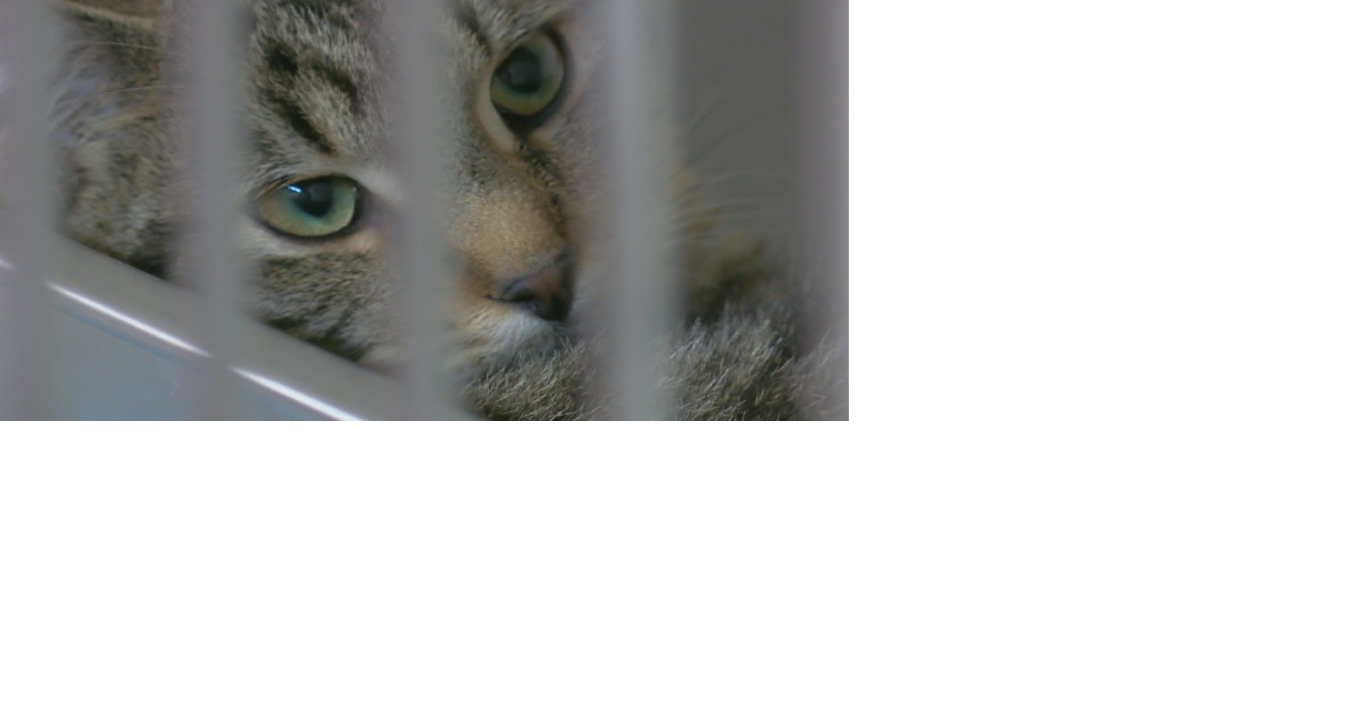 Community rallies behind “Camper Cats” after local rescue steps in ...