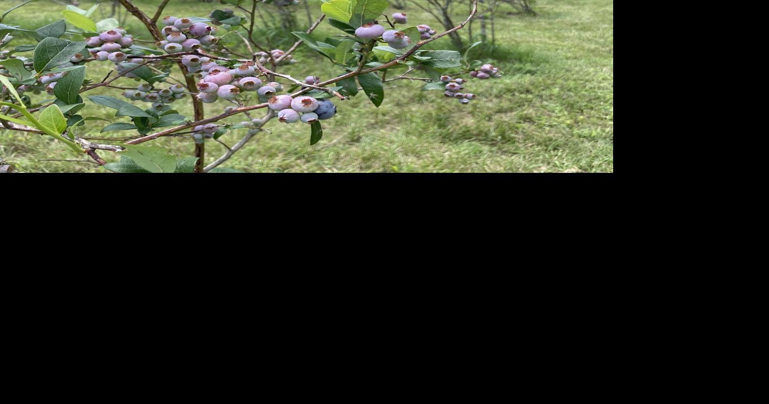 Blueberry season in full swing for WI berry farm | News | wkow.com