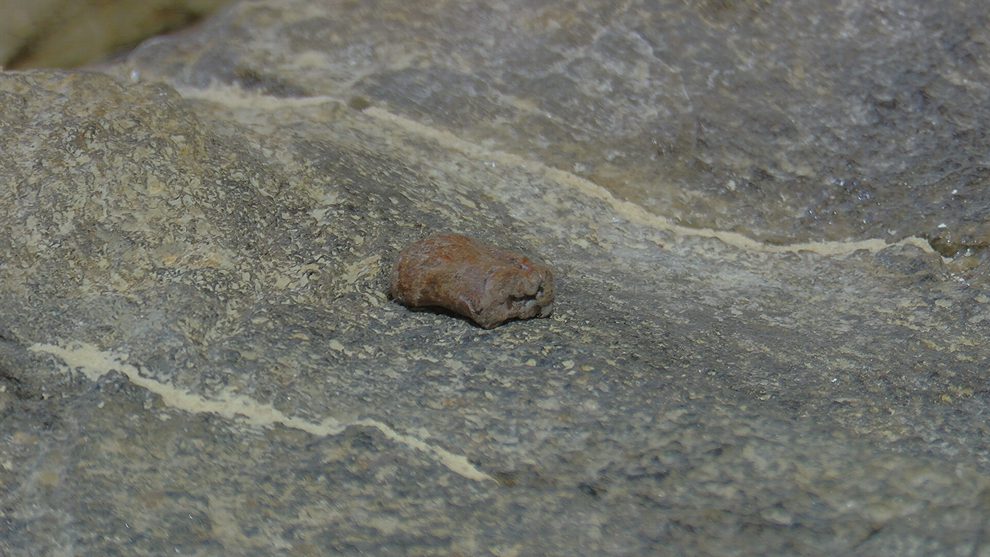 UW-Madison paleontologists discover oldest dinosaur in North America ...
