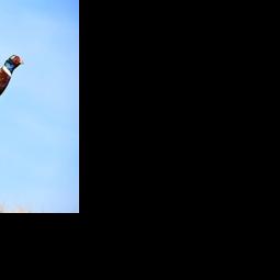 Wisconsin pheasant hunting season | News | wkow.com