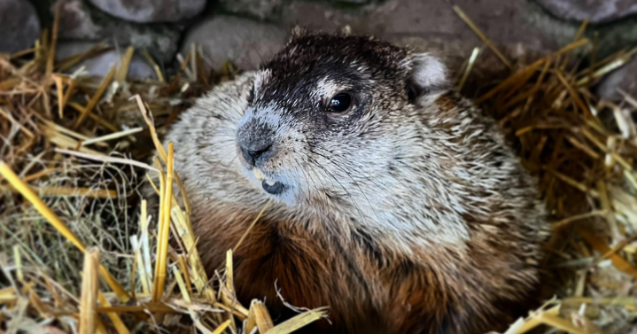 Sun Prairie's Jimmy the Groundhog predicts early spring | News | wkow.com