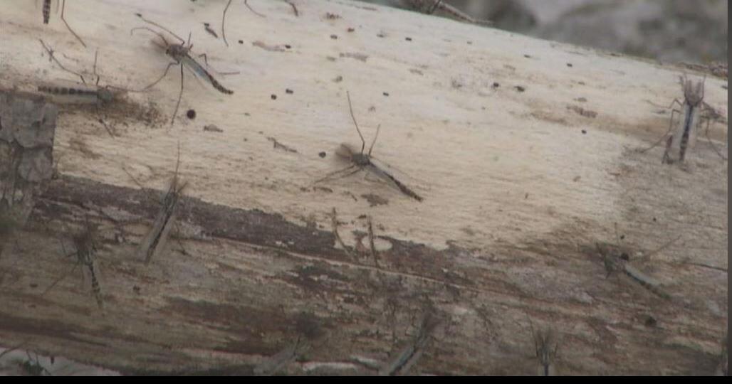 Lake flies will soon return to Lake Winnebago | News | wkow.com